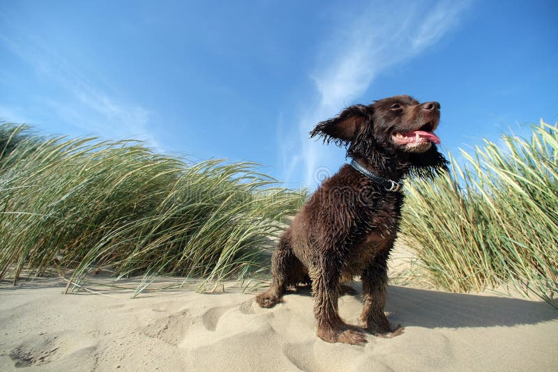 Beach spaniel stock image. Image of brown, sands, spaniel - 152311637