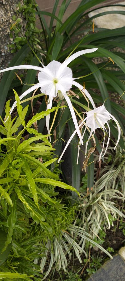 Beach spider lily stock photo. Image of beach, lily - 268994898