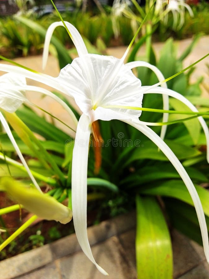 Beach Spider Lily or Hymenocallis Littoralis Stock Image - Image of ...