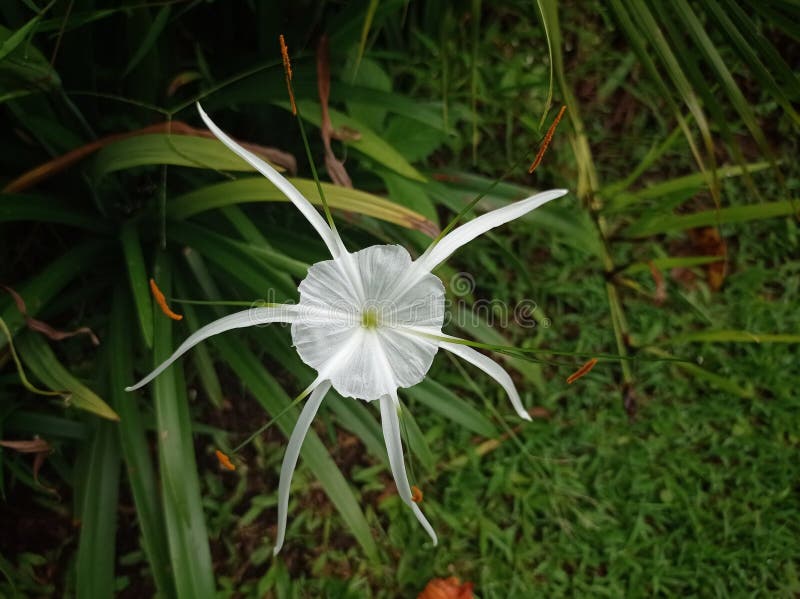 Beach Spider Lily Plant in the Garden Stock Photo - Image of growing ...