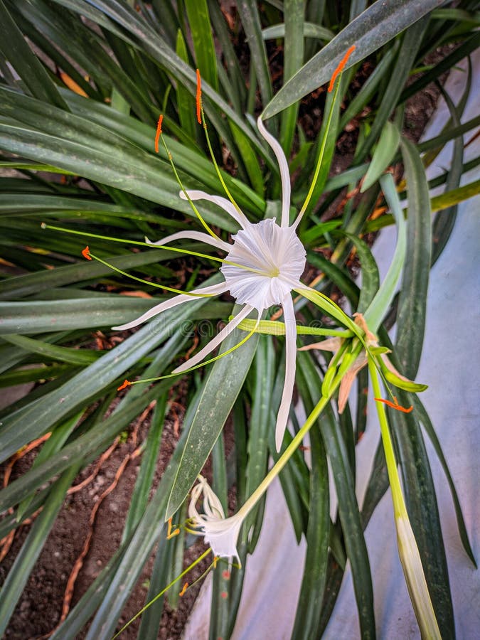 Beach spider lily stock image. Image of green, beauty - 259318259