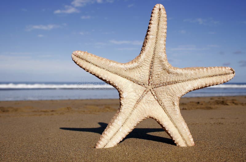 Beach Starfish with Shades stock photo. Image of crustacean - 2379046