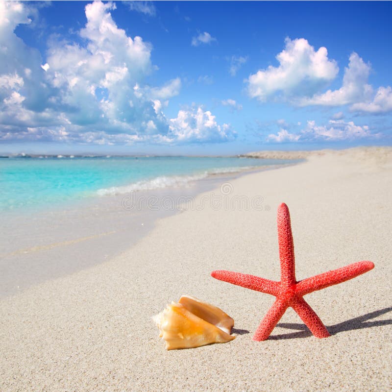 Beach Starfish and Seashell on White Sand Stock Image - Image of foam ...