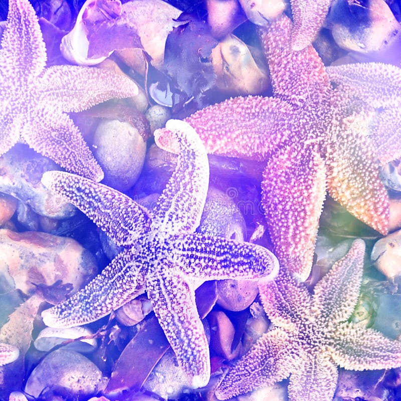 Beach Starfish and Shell Print Stock Illustration - Illustration of ...