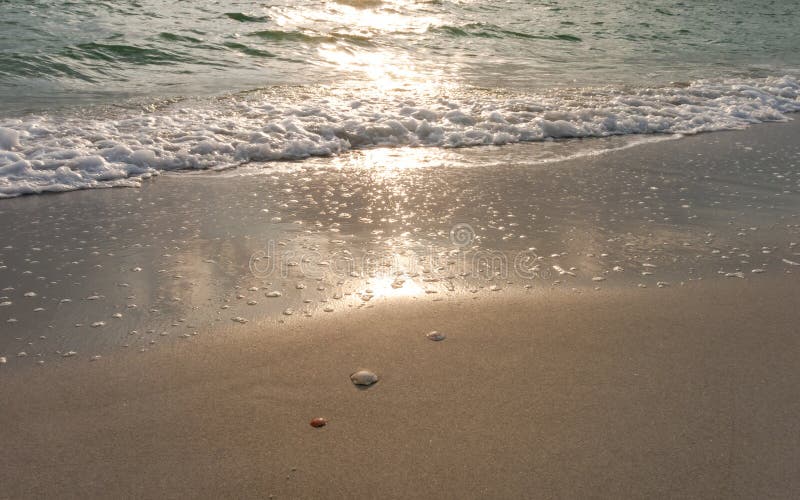 Beach Still Life of Three Shells, Foam, and Reflective Sand Stock Photo ...