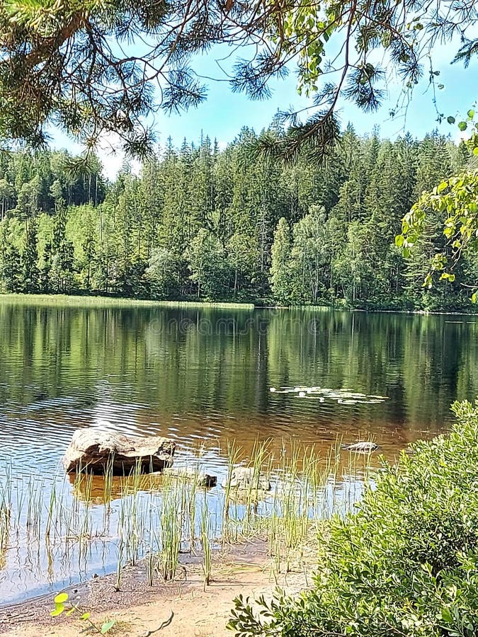 Beach ???? stock photo. Image of forest, flower, wetland - 375073812