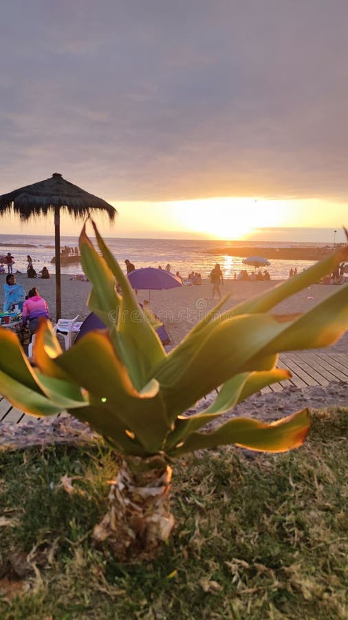 Beach Sunset Arica Chile Pacific Ocean Coast Editorial Image - Image of ...