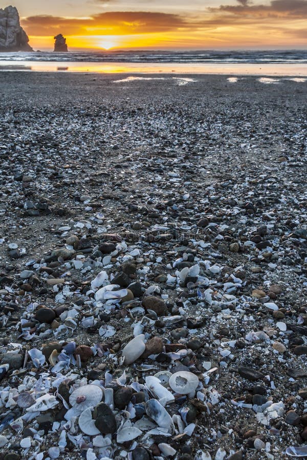 Beach Sunset with Shells stock image. Image of shells - 69123827