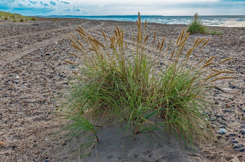 Beach at Svinkloev in Thy Northern Part, of Denmark Stock Image - Image ...