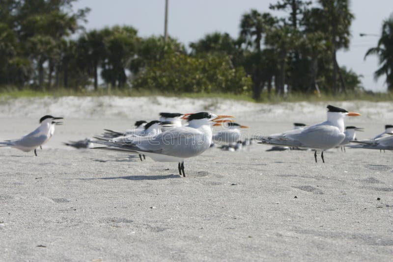 Beach Terns stock photo. Image of terns, florida, beach - 107462288