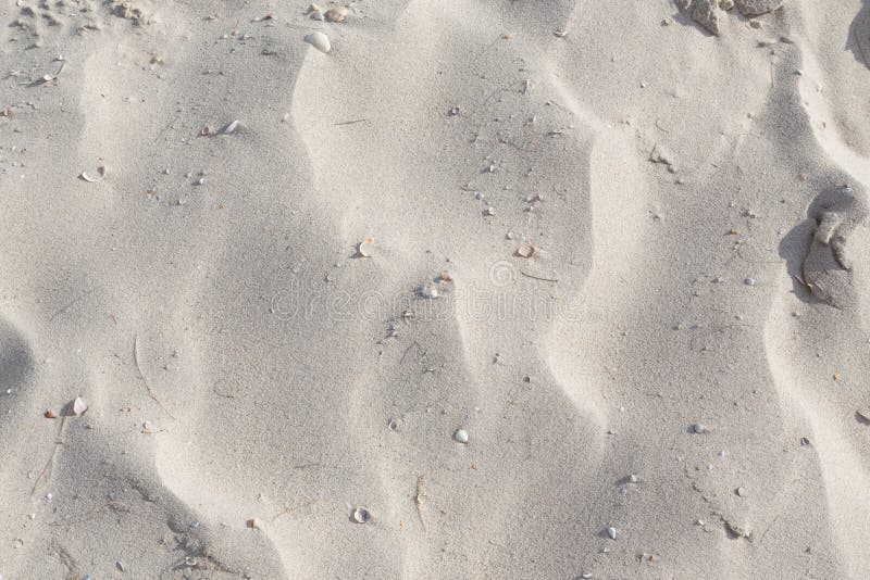 Beach texture stock photo. Image of pattern, coast, nautilus - 63784660