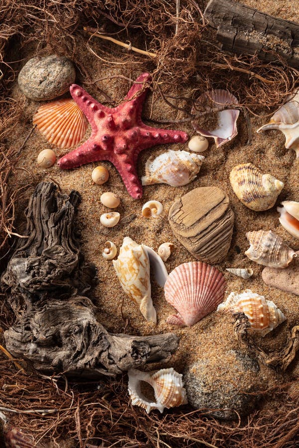Beach Themed Background with Snags, Shells, Stones, and Sand Stock ...