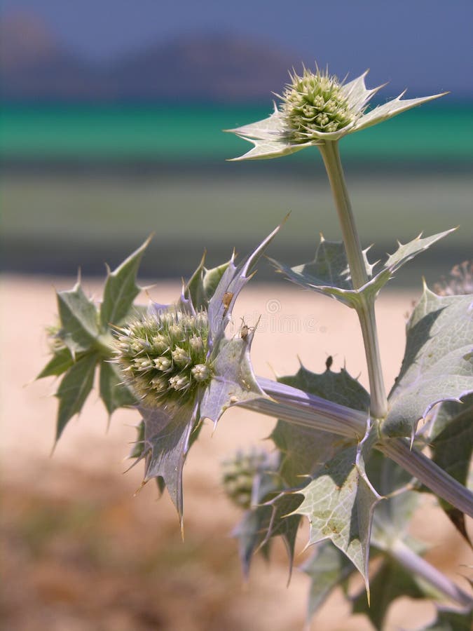 Beach thistle close-up stock image. Image of summer, thorny - 171615