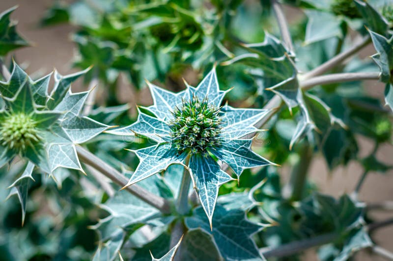 Beach Thistle, Close-up at Thistle in Bloom. Stock Image - Image of ...