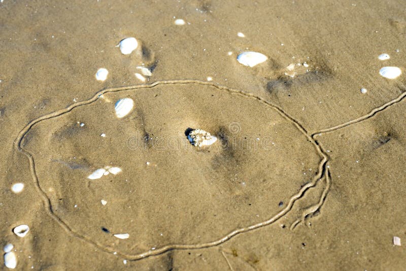 Worm Tracks in the Tidal Flats at Low Tide Stock Photo - Image of ...