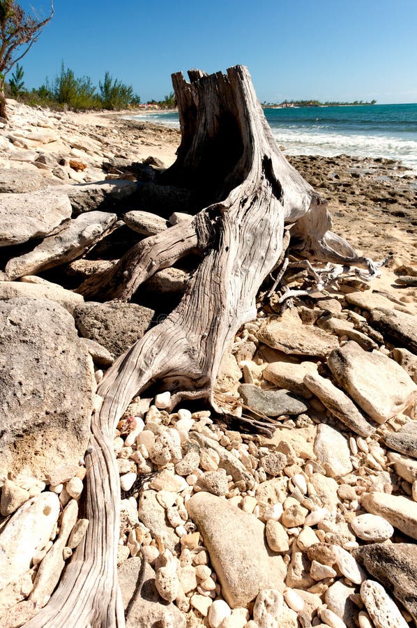 Beach Tree stock photo. Image of roots, beach, paradise - 23169608