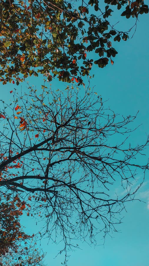 Beach tree bali stock image. Image of plant, autumn - 276272415