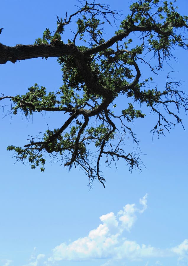 Beach tree and clouds stock image. Image of tree, blue - 191743409