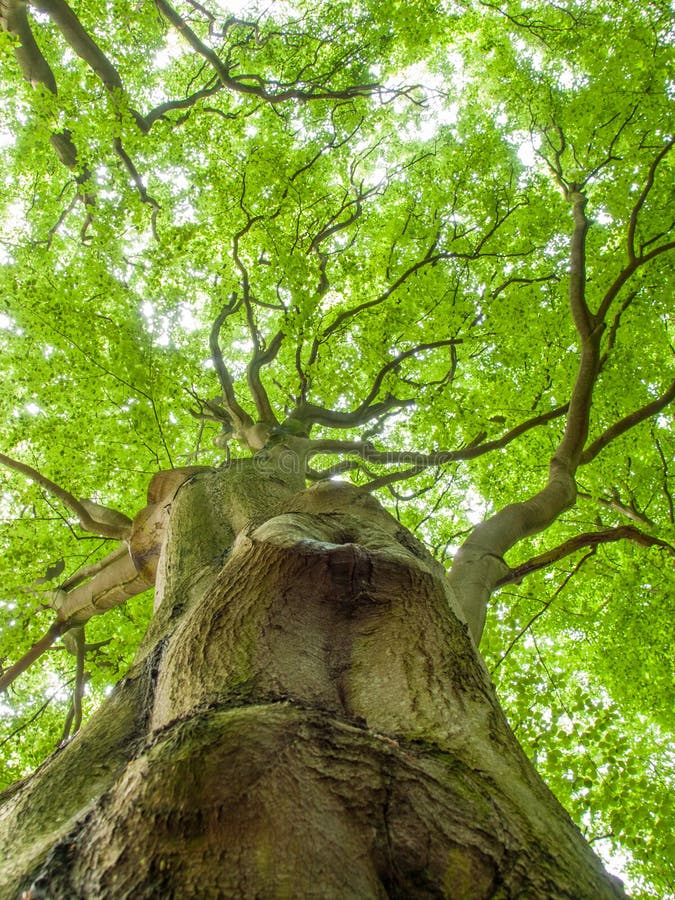 Beach tree stock image. Image of nature, spring, wood - 34483591