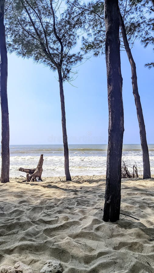 Beach and tree sun morning stock photo. Image of tree - 393608806