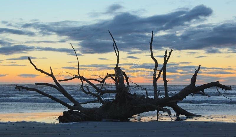 Beach Tree Sunset stock photo. Image of wave, nature - 34336312