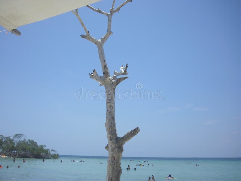 Beach tree editorial stock photo. Image of trunk, beaches - 79949648