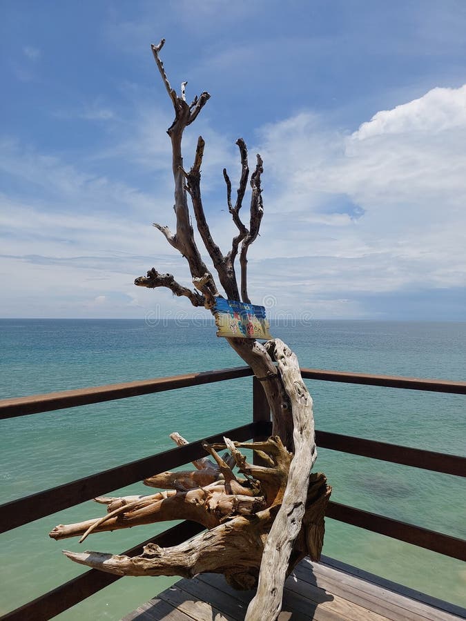 Beach trees balcony stock photo. Image of blue, beach - 265264622