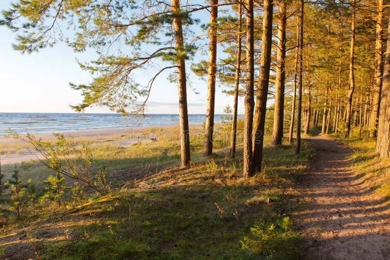 Beach Trees stock photo. Image of baltic, sunny, seashore - 147517462