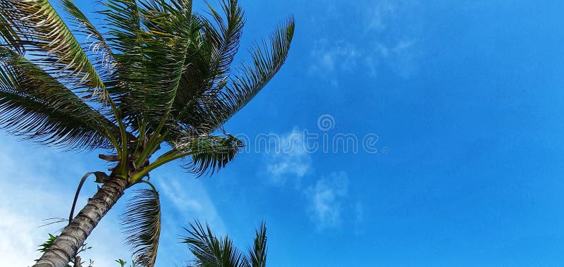Beach Trees Breeze Wind Sunny Day Stock Image - Image of beach, trees ...