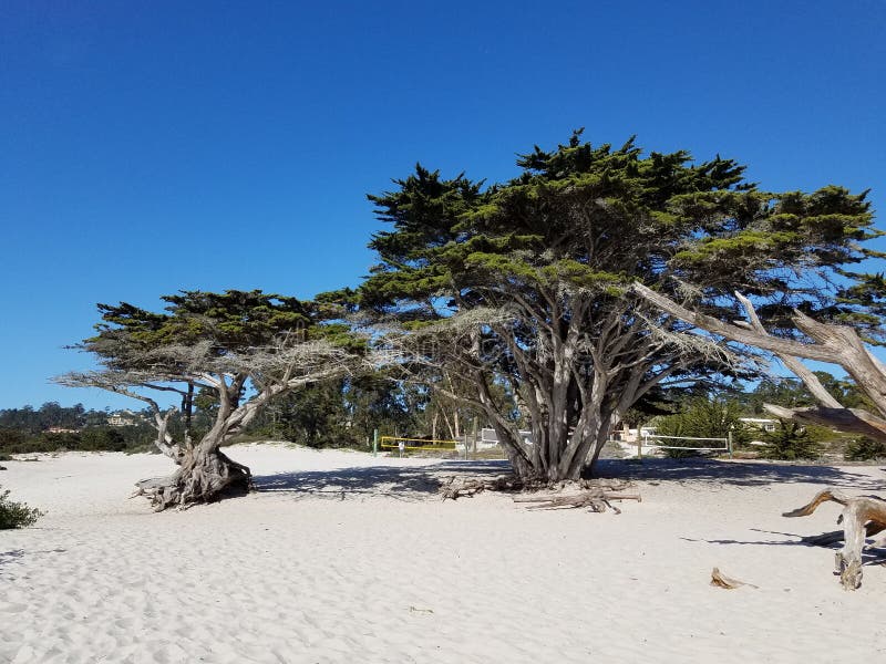 Beach Trees stock image. Image of beach, trees, sand - 113275101