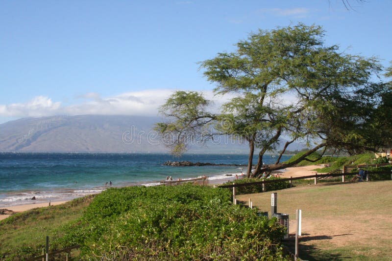 Beach Trees stock photo. Image of maui, outdoors, coastal - 47493956