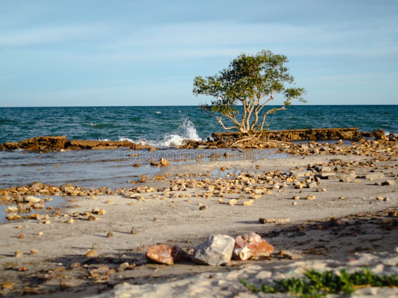 Beach Trees Surrounded by the Waves Stock Photo - Image of waves ...