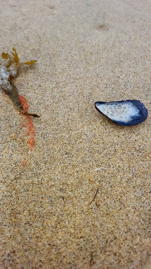 Seashell, seaweed and sand stock image. Image of sand - 21341329