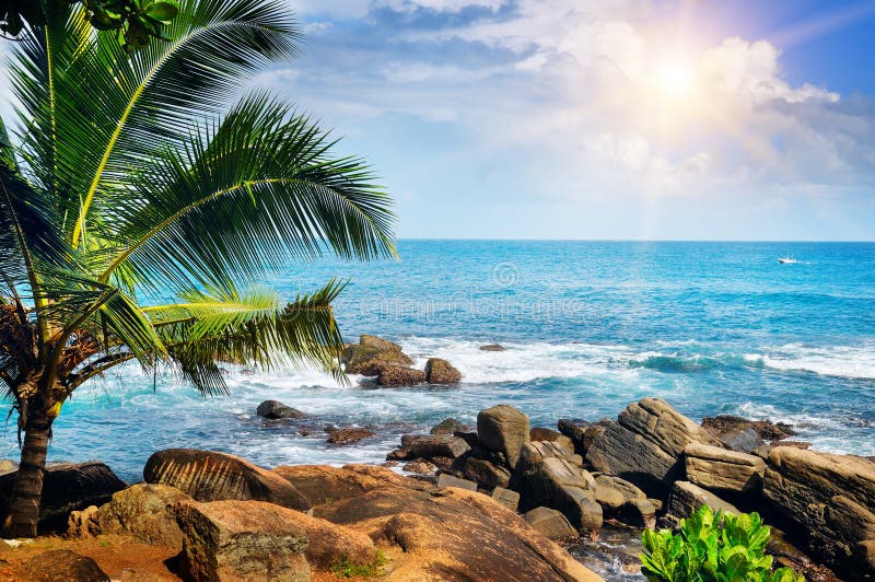 Beach Tropical Ocean , Palm Trees and Sun. Stock Photo - Image of ...