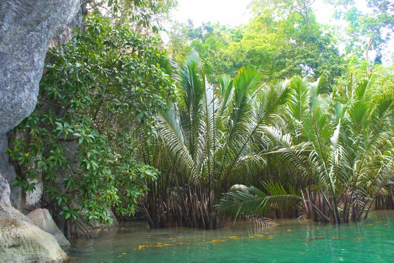 Beach Tropical River with Palm Trees . Palawan Island . Stock Photo ...