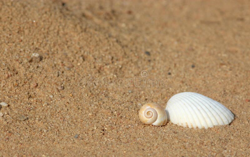 Two Sea Shells Picture. Image: 933666