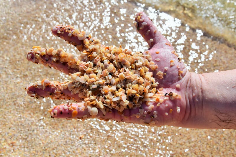Men S Hands with Stuck Seashells on the Beach Stock Image - Image of ...