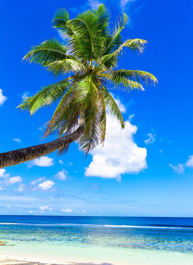 Beach view stock image. Image of carefree, foliage, forest - 20414707