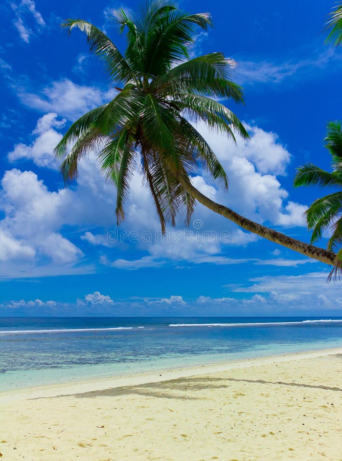 Beach view stock photo. Image of palms, coconut, scene - 20414710