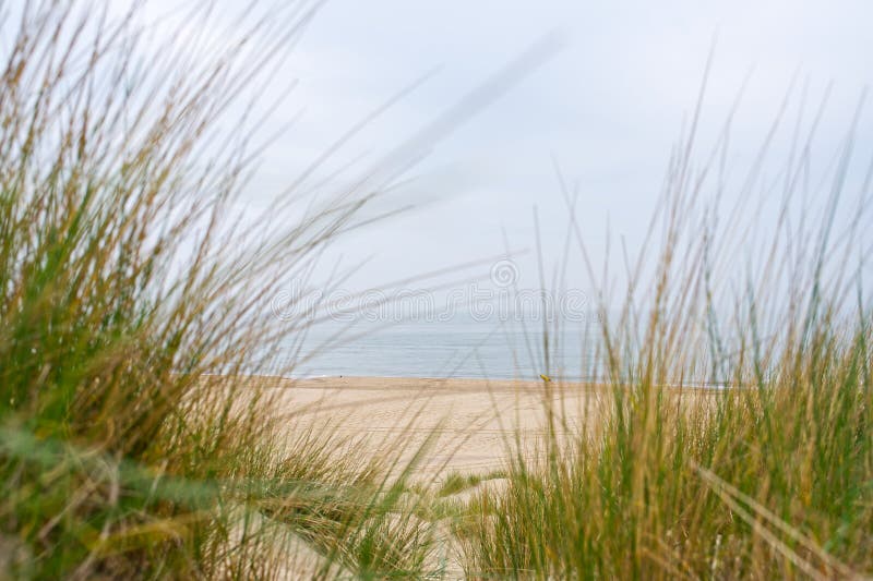 Beach View from the Path Sand between the Dunes at Dutch Coastline ...