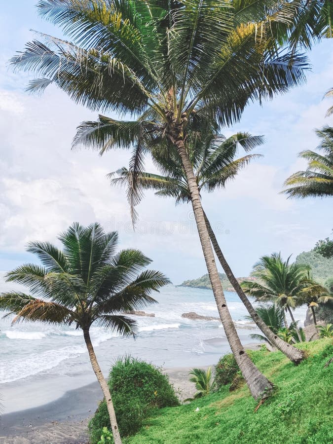 Beach View from the Top of the Hill with a View of Coconut Trees Stock ...