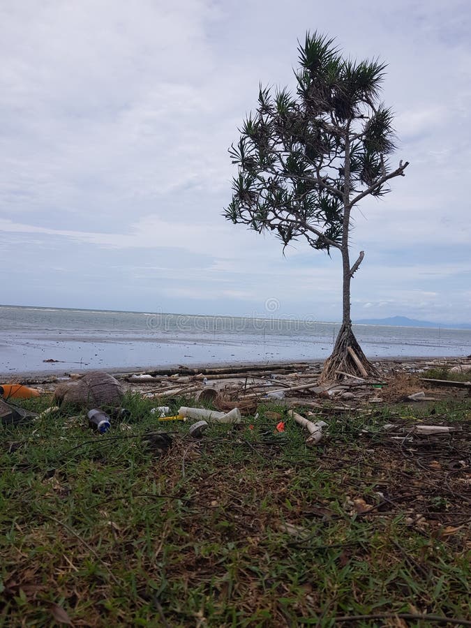 Beach View with Trees Blowing in the Wind Stock Photo - Image of wind ...