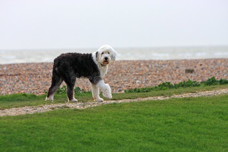 Beach Walk Dog Picture. Image: 11817075