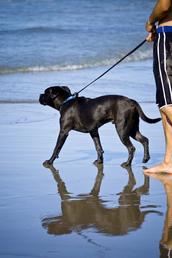 Beach Walk Dog stock image. Image of collar, walking, leash - 5620073