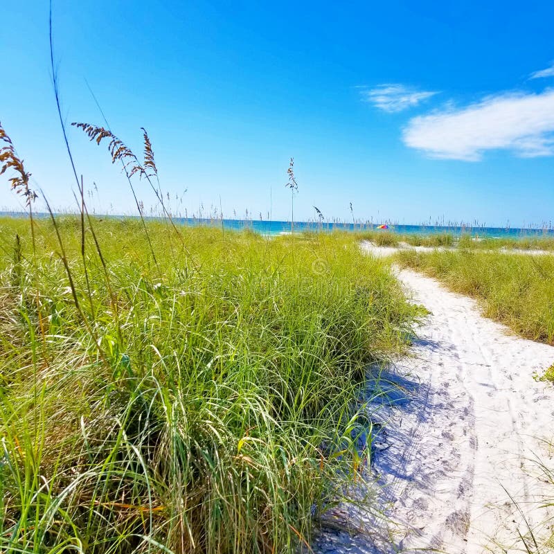 Beach walk stock image. Image of view, grass, oats, beautiful - 105063947