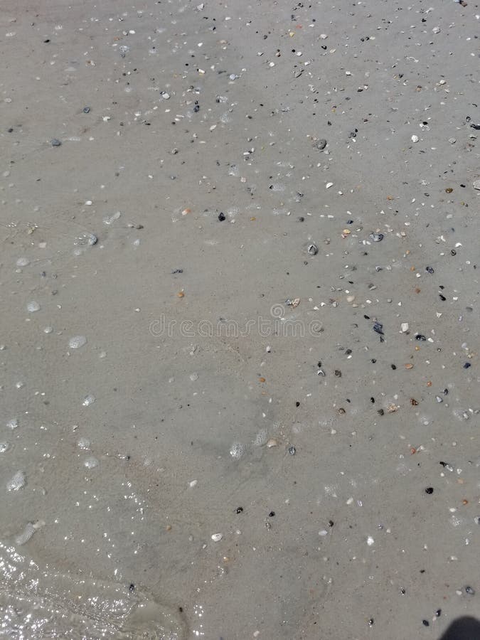 Beach walk stock image. Image of shells, walk, beach - 125761725