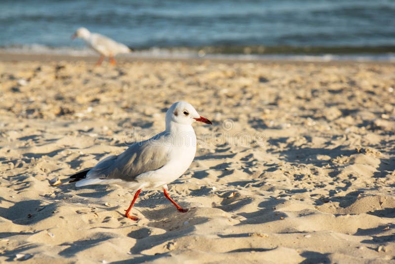 Beach walking seagull stock image. Image of wildlife - 76961773