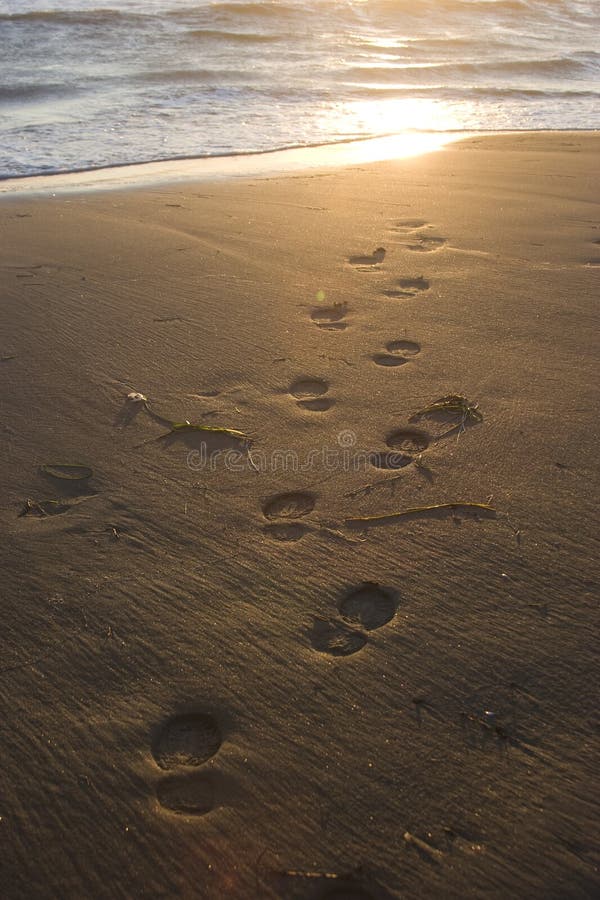 Beach, Wave and Footsteps at Sunset Time Stock Photo - Image of ...