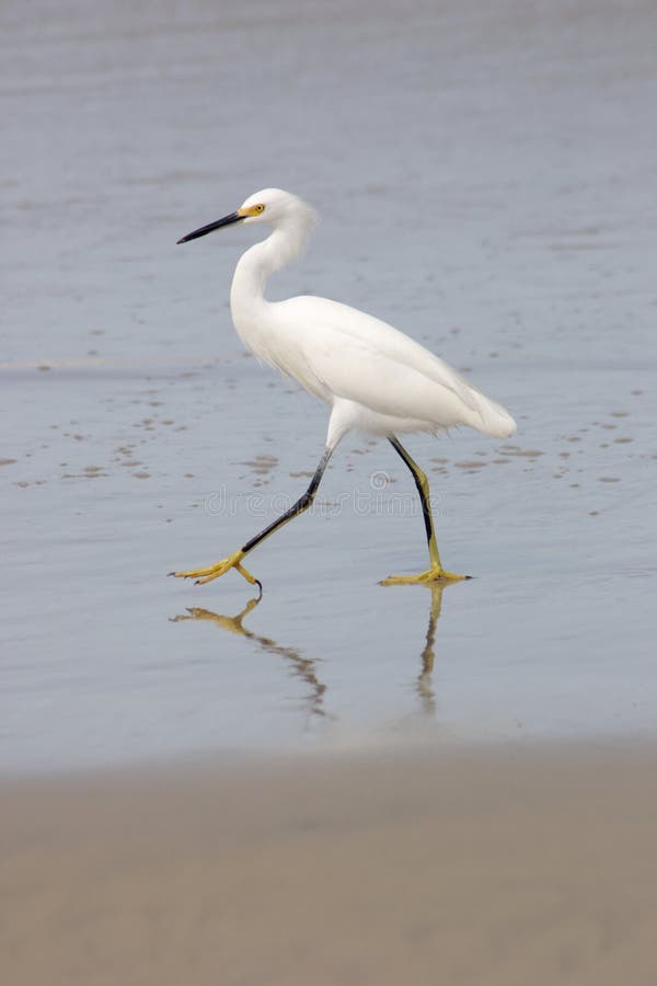 Beach and white bird stock image. Image of feather, beak - 39057299