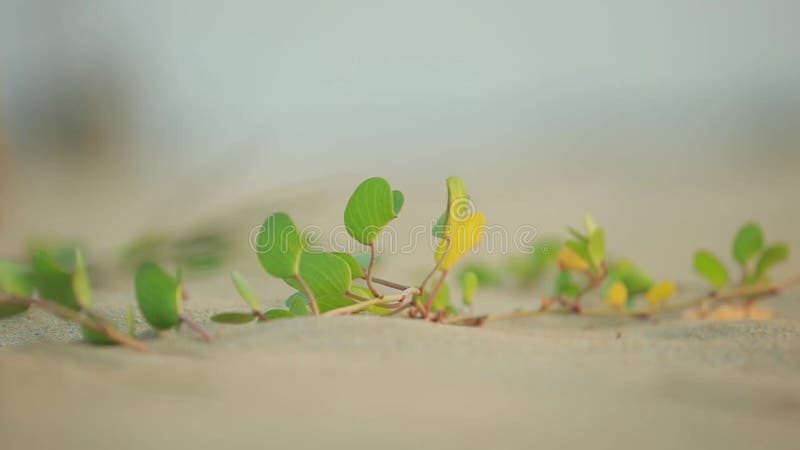 Beach with White Sky Background and Super Wind Stock Footage - Video of ...